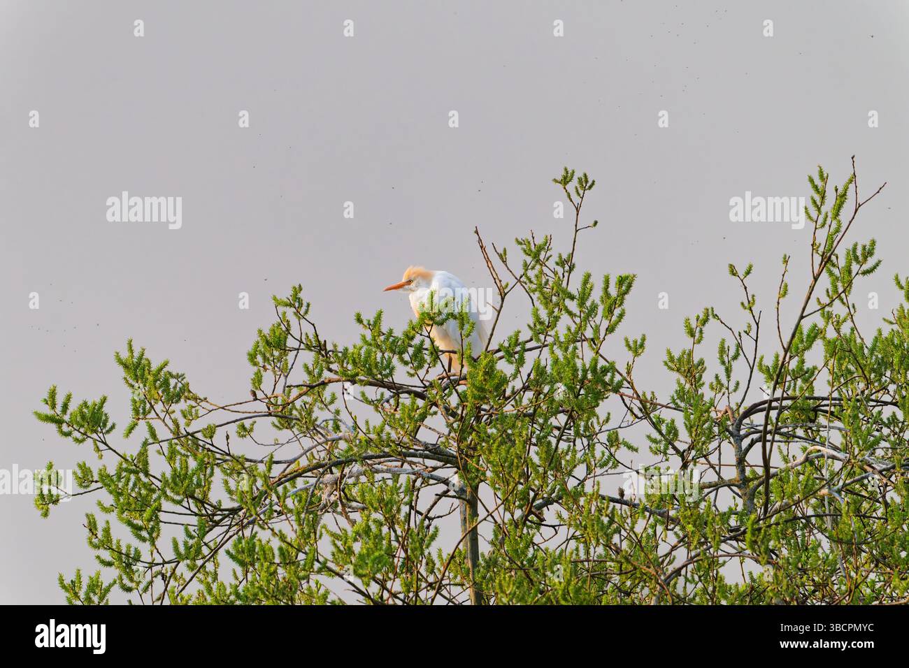 Cattle in tree closer with flies buzzing around head looking sharp ...