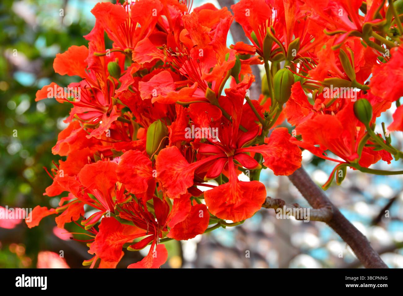 Phoenix flowers are in full bloom in Sanya City, southernmost China's ...