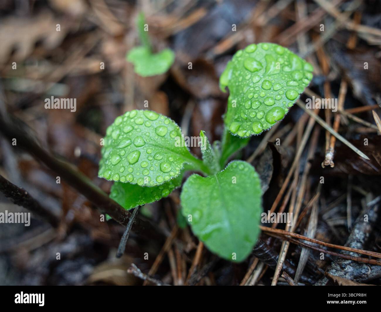 Green sprout in dew in wet earth in the forest in spruce branches Stock ...