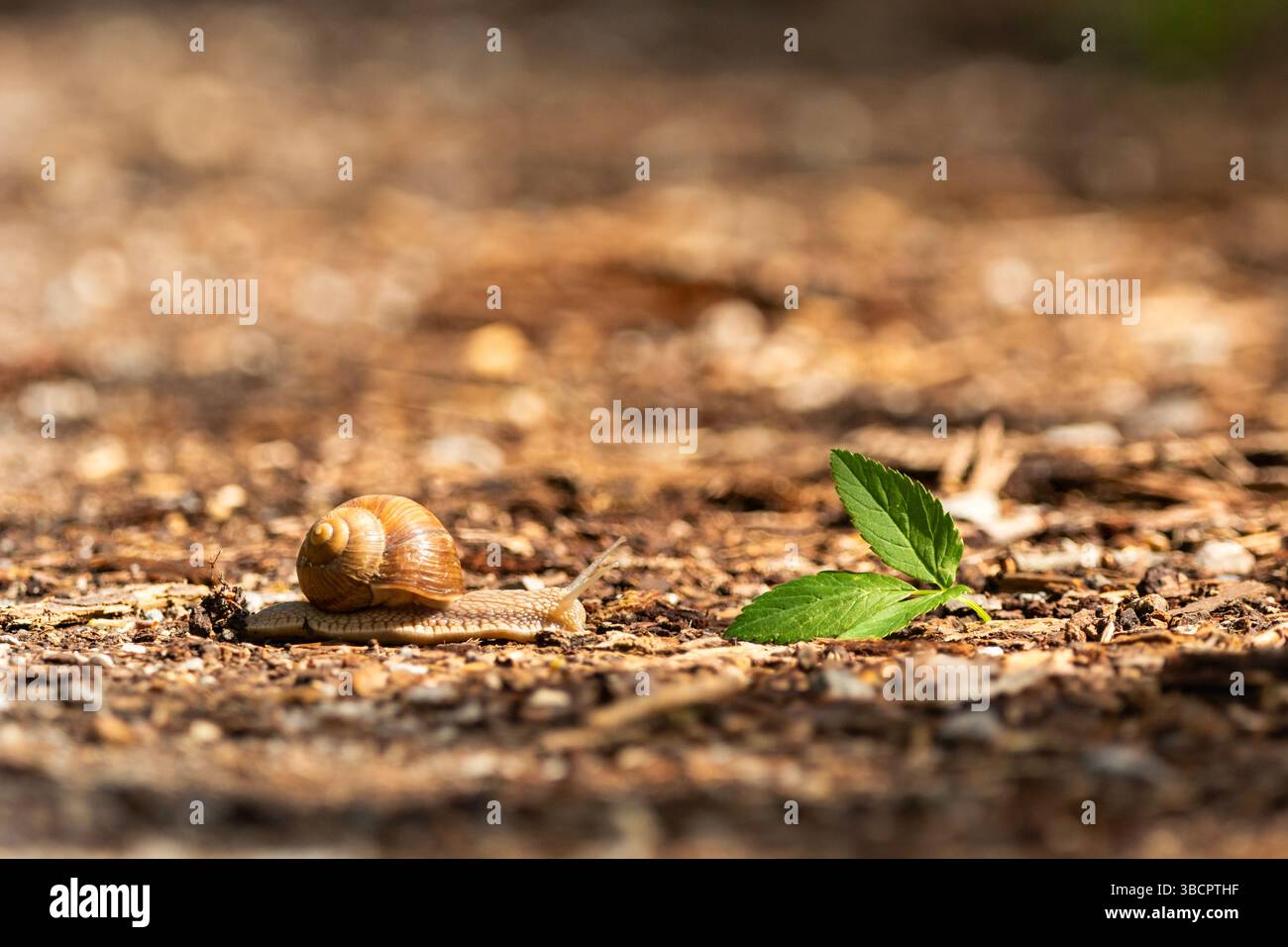 Small snail walking on leaves hi-res stock photography and images - Alamy