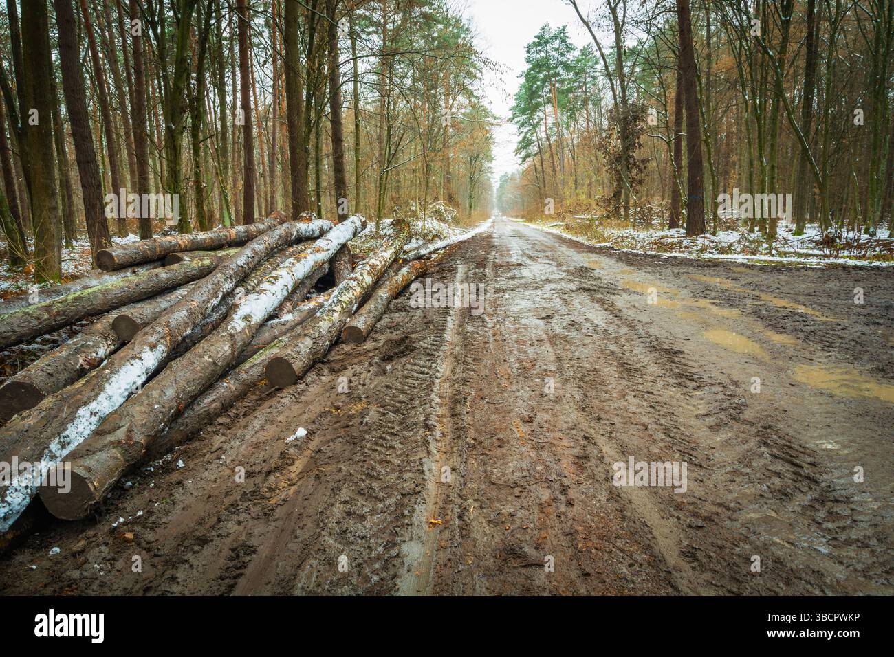 Wide view long log hi-res stock photography and images - Alamy