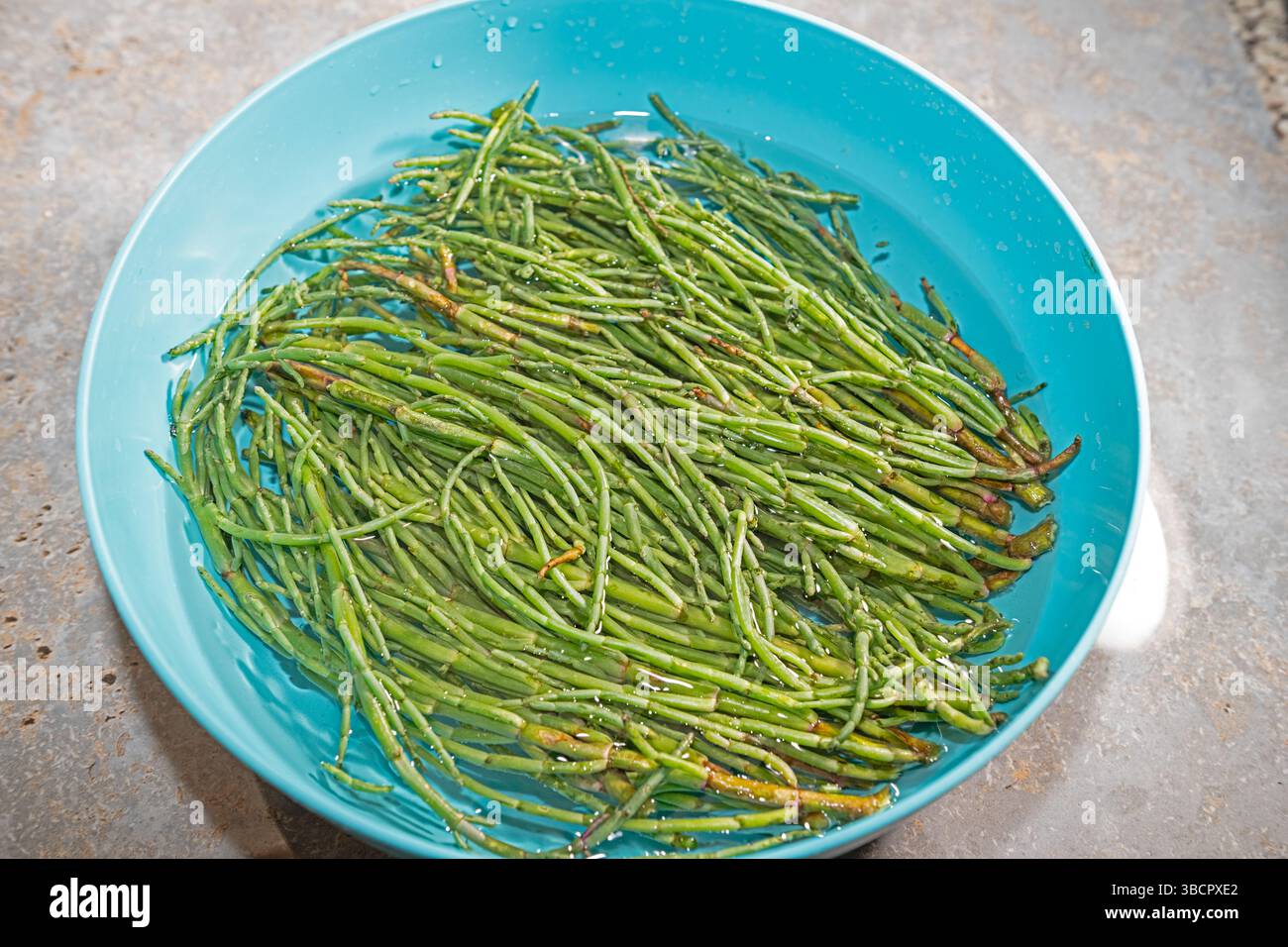 Salicornia europaea container hi-res stock photography and images - Alamy