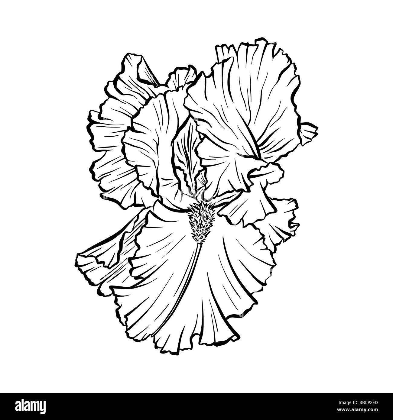 Iris flower drawing hi-res stock photography and images - Alamy