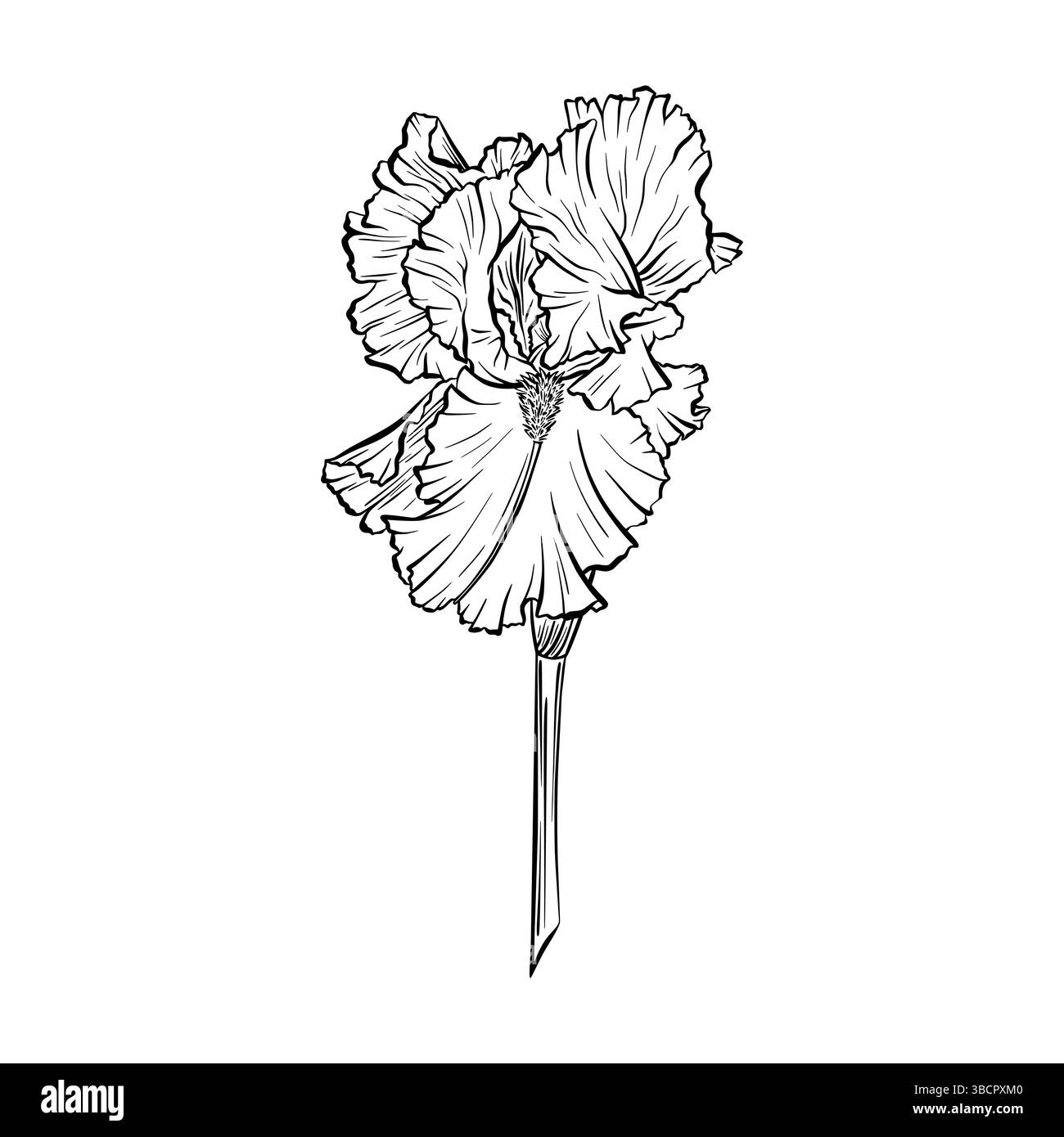 Iris flower drawing hi-res stock photography and images - Alamy
