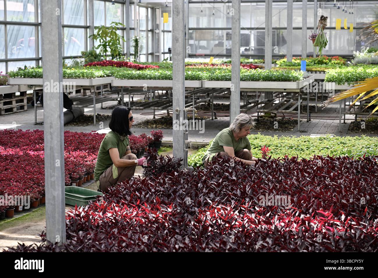 Gardeners preparing annuals for ornamental beds in the greenhouse of the Flower Garden in ...
