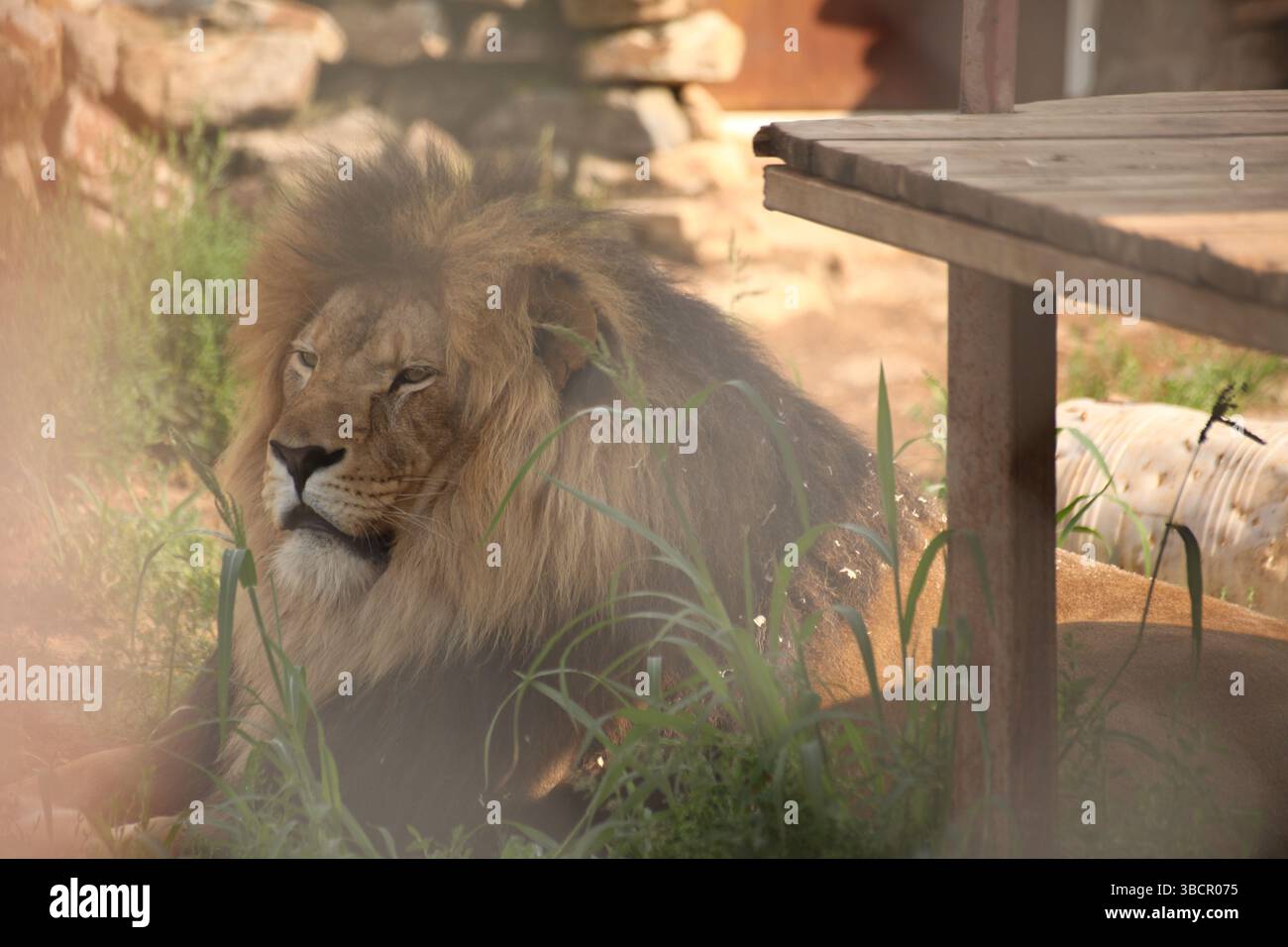 Close up cat calm expression hi-res stock photography and images - Alamy