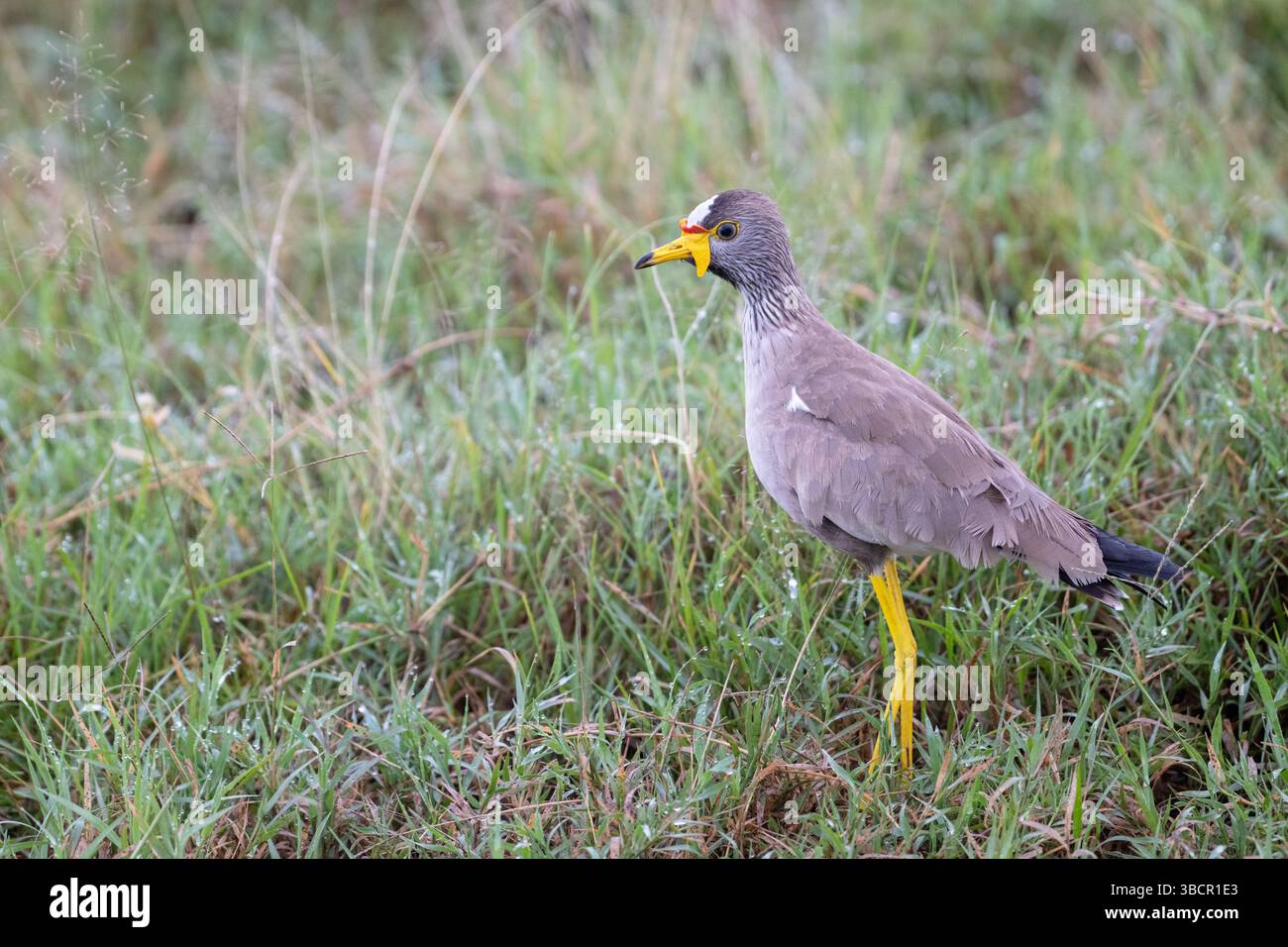 Wattled plover (Vanellus senegallus), also known as the wattled lapwing ...