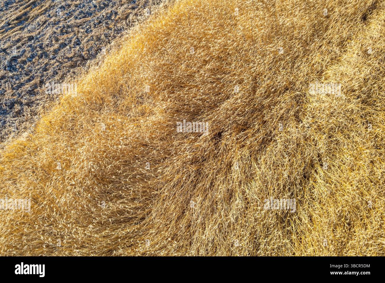 aerial farm landscape ripe wheat crop adjacent to worked soil drone ...