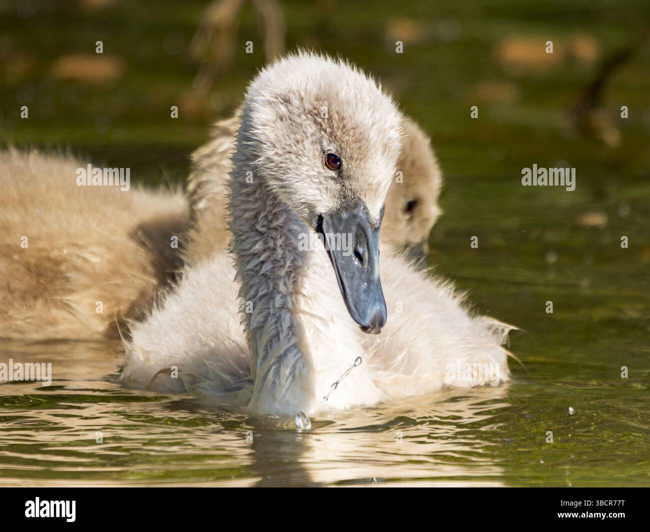 Cygnet Portrait, Westport Lake, Stoke on Trent, UK Stock Photo - Alamy