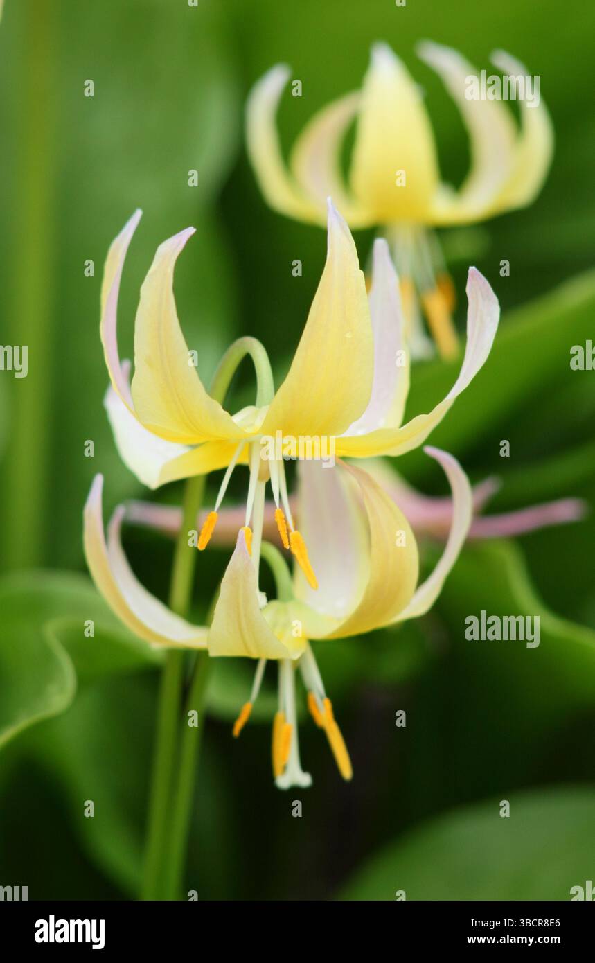 Erythronium Joanna fawn lily displaying characteristic creamy lemony ...
