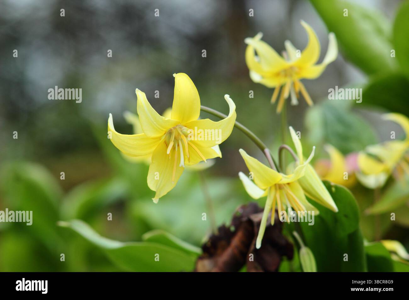 Fawn lily uk hi-res stock photography and images - Alamy