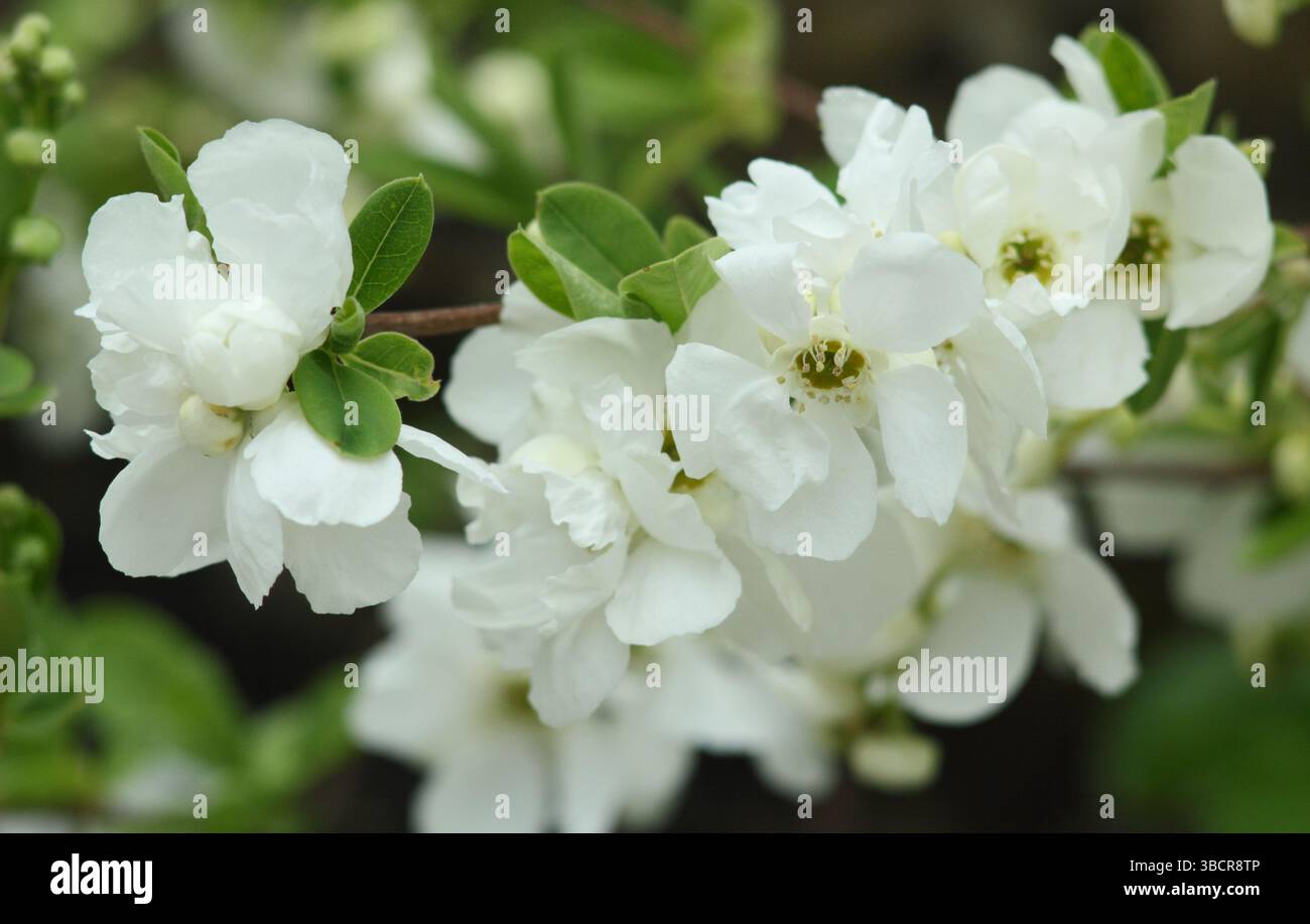Exochorda × macrantha The Bride, a deciduous shrub, also called Pearl ...