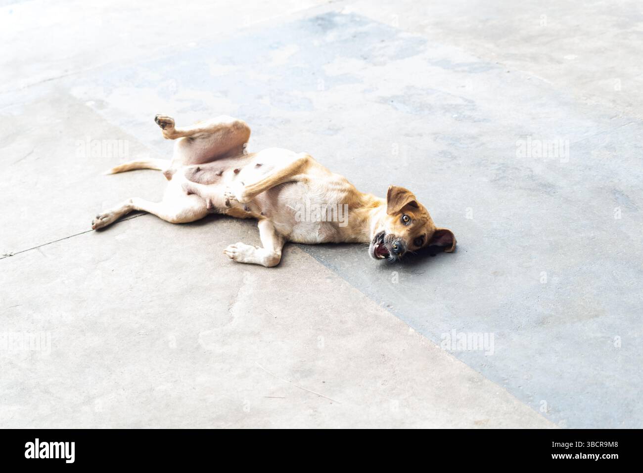 Light brown dog lying on his belly scratching his back and having fun ...