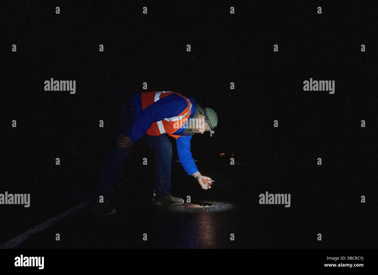 John Bateman, a wildlife professor, helps a spotted salamander cross a ...