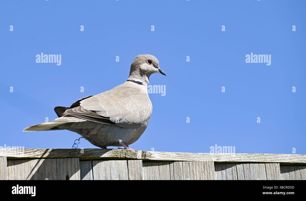 Collared Doves Streptopelia Decaocto in an urban garden in Brighton UK ...
