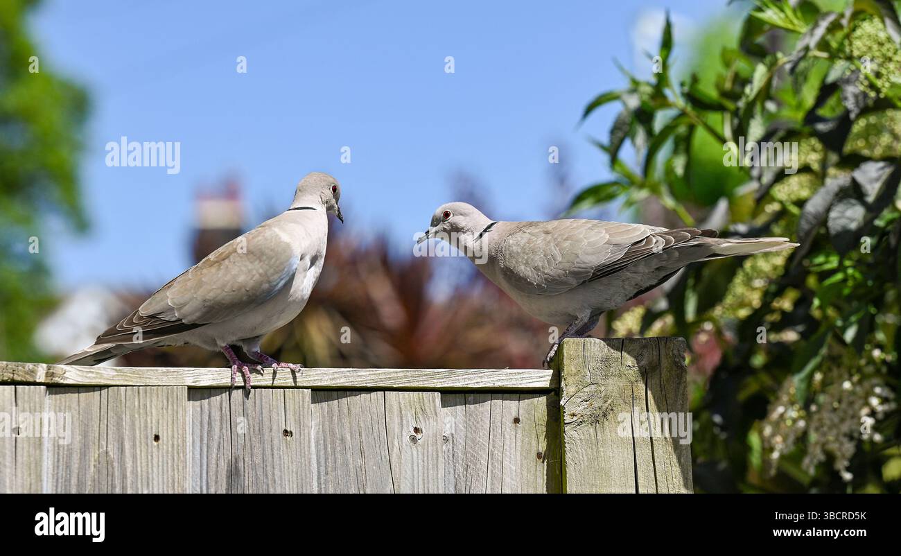 Pair of Collared Doves Streptopelia Decaocto on an urban garden fence ...