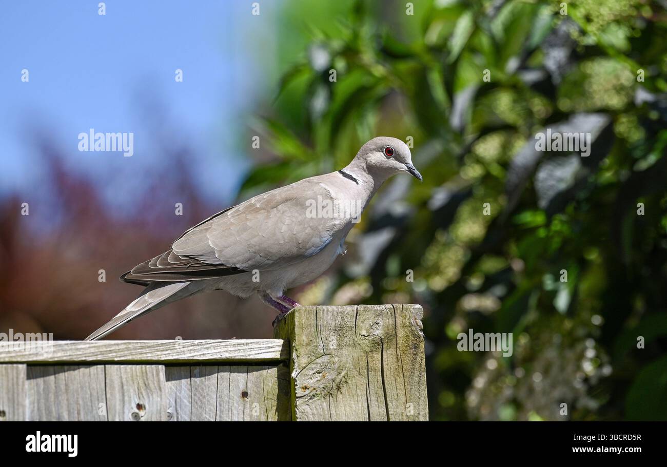 Collared Doves Streptopelia Decaocto in an urban garden in Brighton UK ...