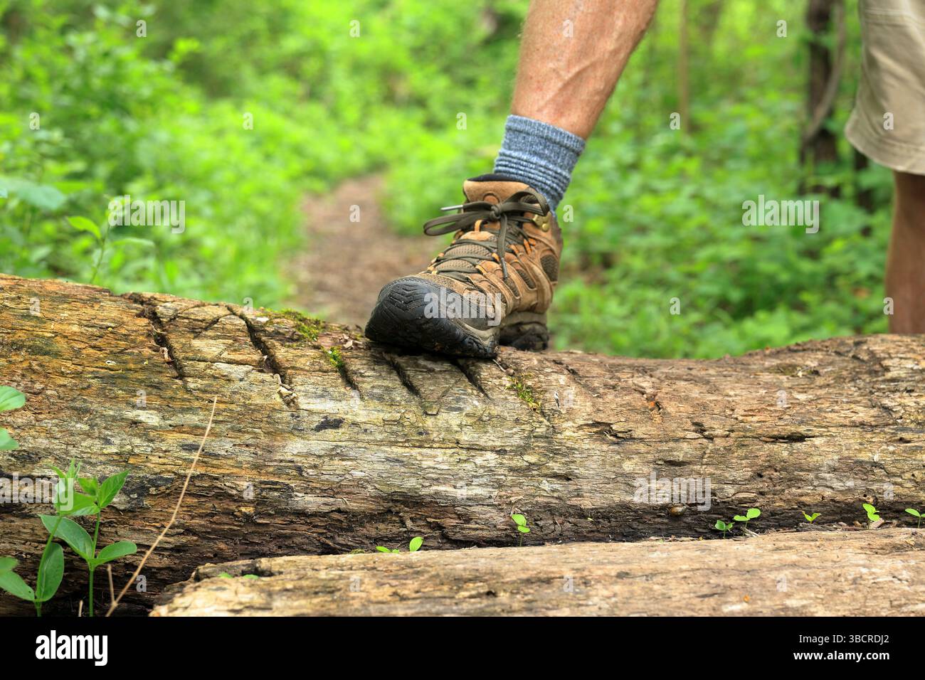 Hiker wearing hiking boots steps over log steps while hiking through a ...