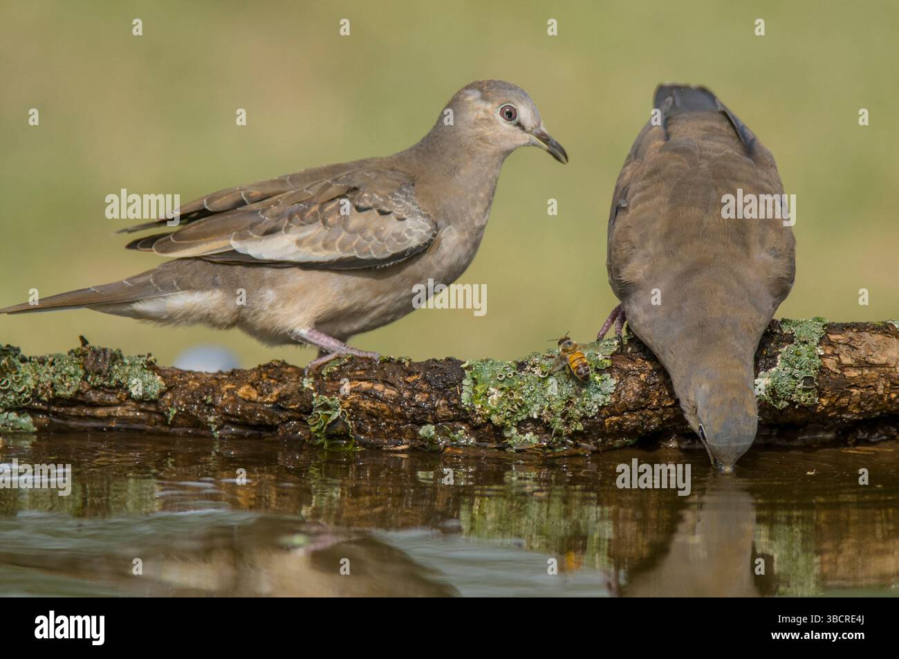 Picui Ground Dove, Columbina picui, Calden forest, La Pampa, Argentina ...