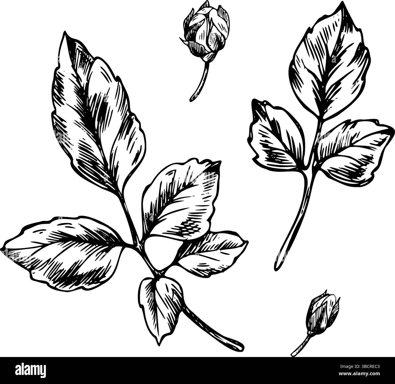 White rose buds leaves Black and White Stock Photos & Images - Alamy