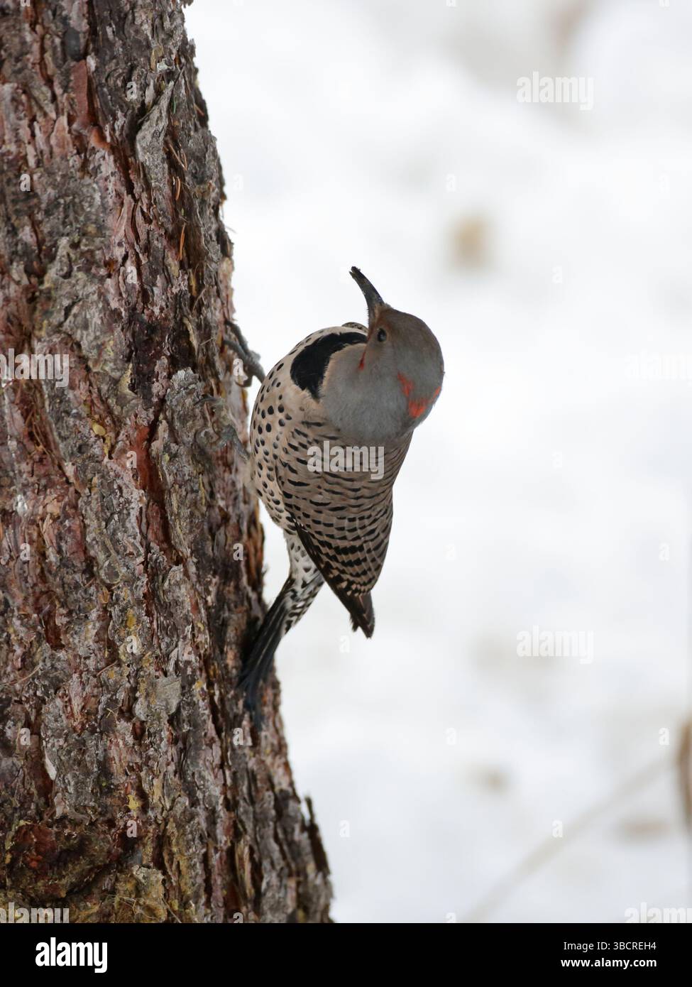 Northern Flicker ( Colaptes auratus ) climbing big tree trunk in search ...