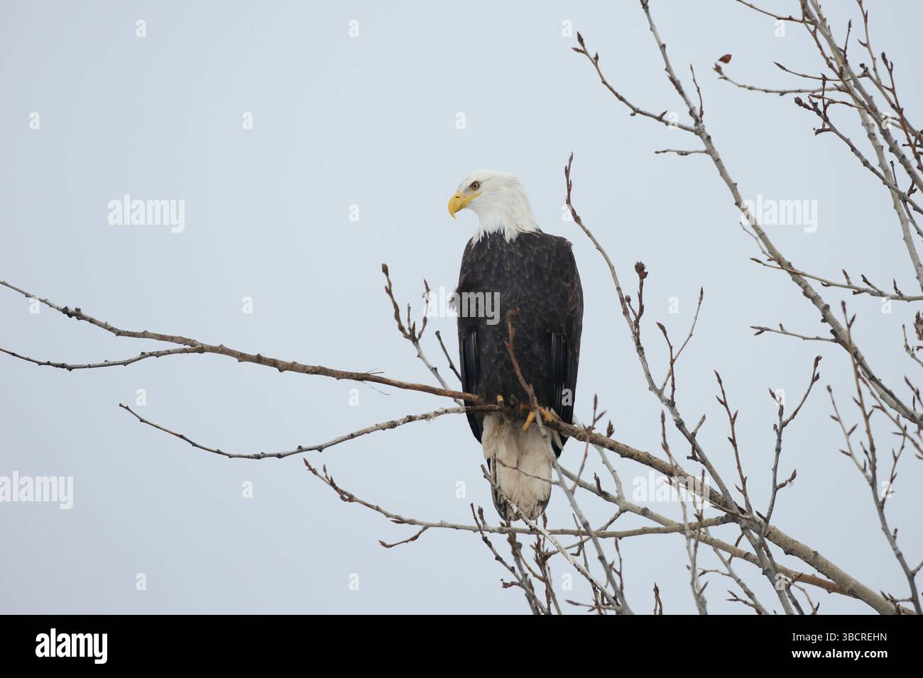Bald Eagle, haliaeetus leucocephalus, sitting on top of spruce tree Stock Photo - Alamy