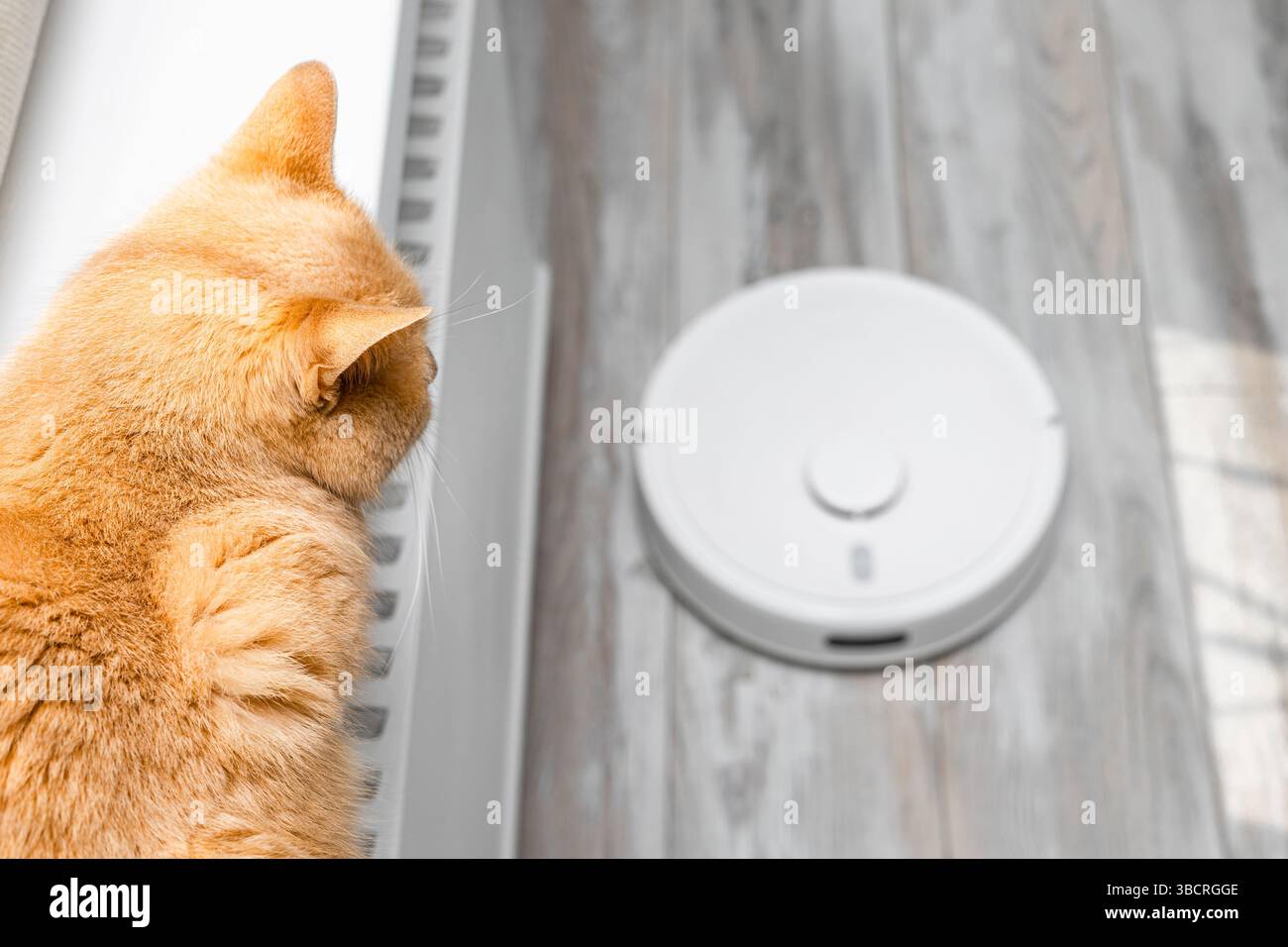 cat hiding from working robot vacuum cleaner Stock Photo - Alamy