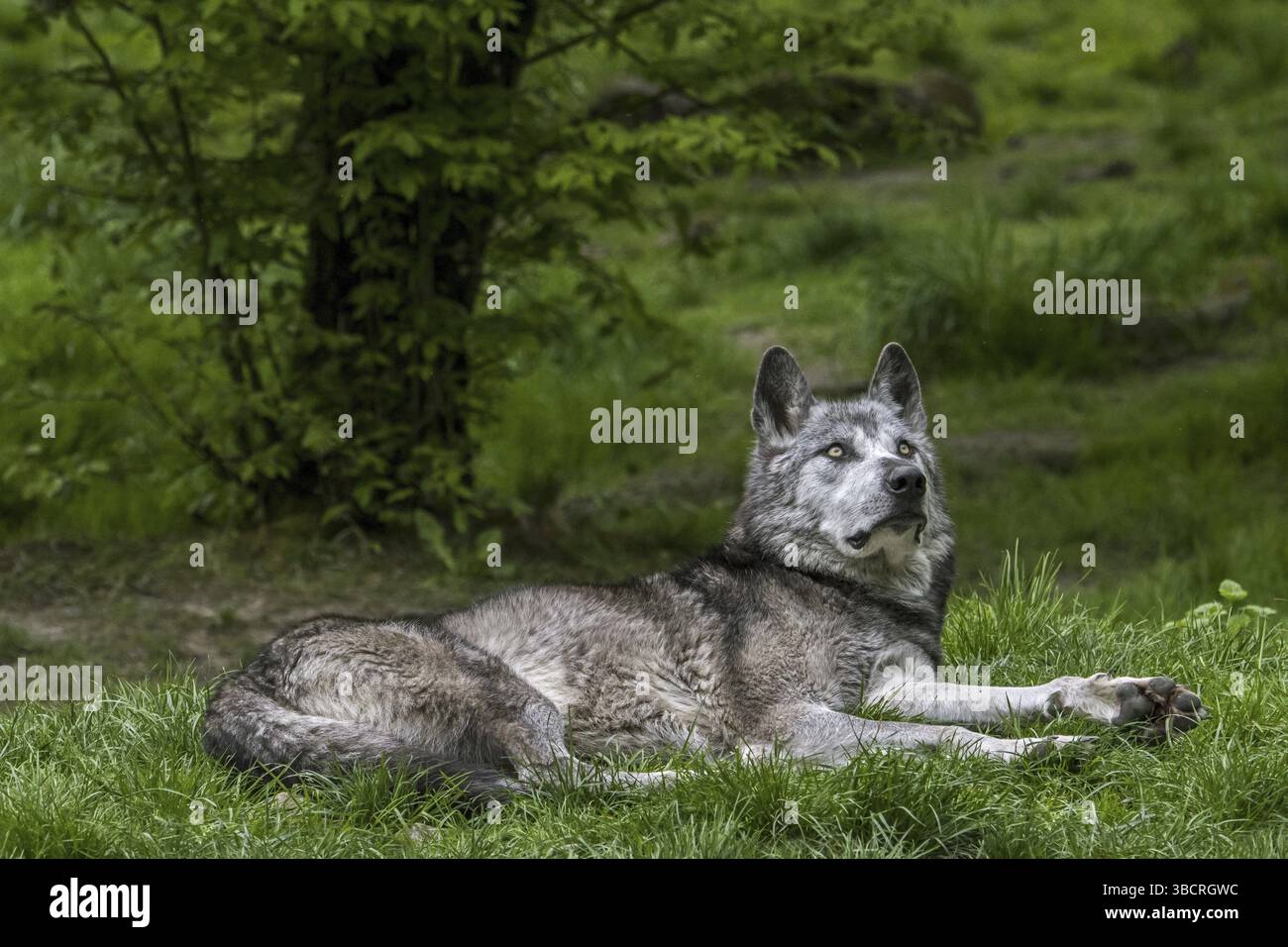 Black Northwestern wolf, Mackenzie Valley wolf (Canis lupus ...