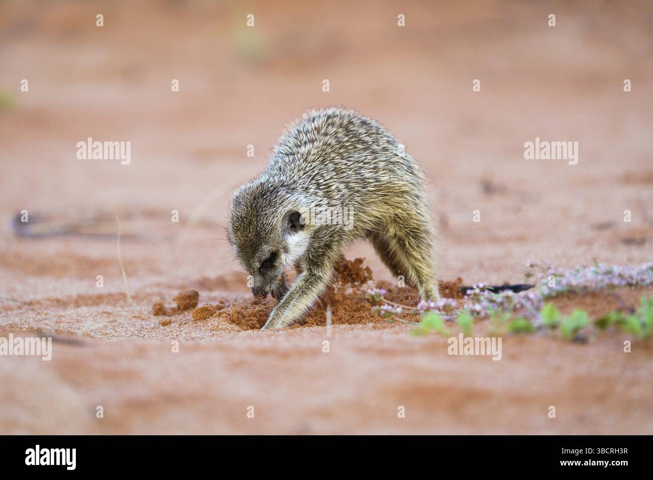 Meerkat (Suricata suricatta) young animal digs with its front legs into ...