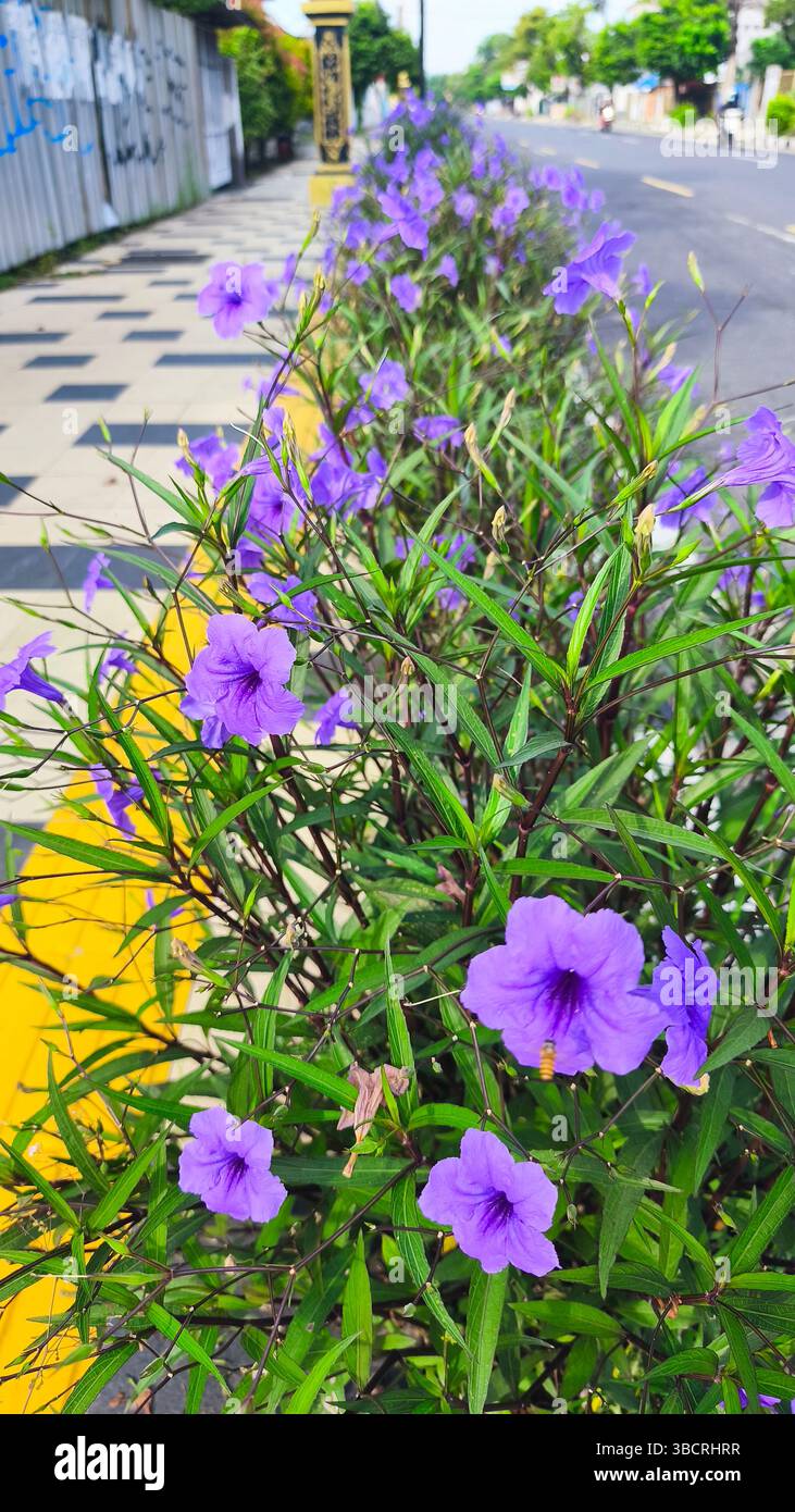 Purple kencana flower or ruellia tuberosa blooms on the side of the ...