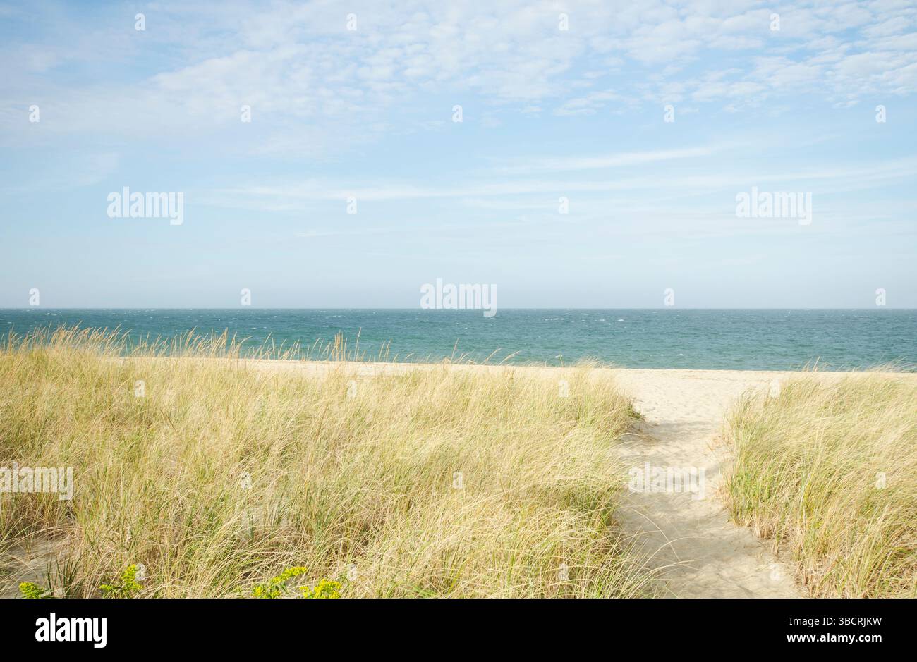 Marram grass sandy path hi-res stock photography and images - Alamy