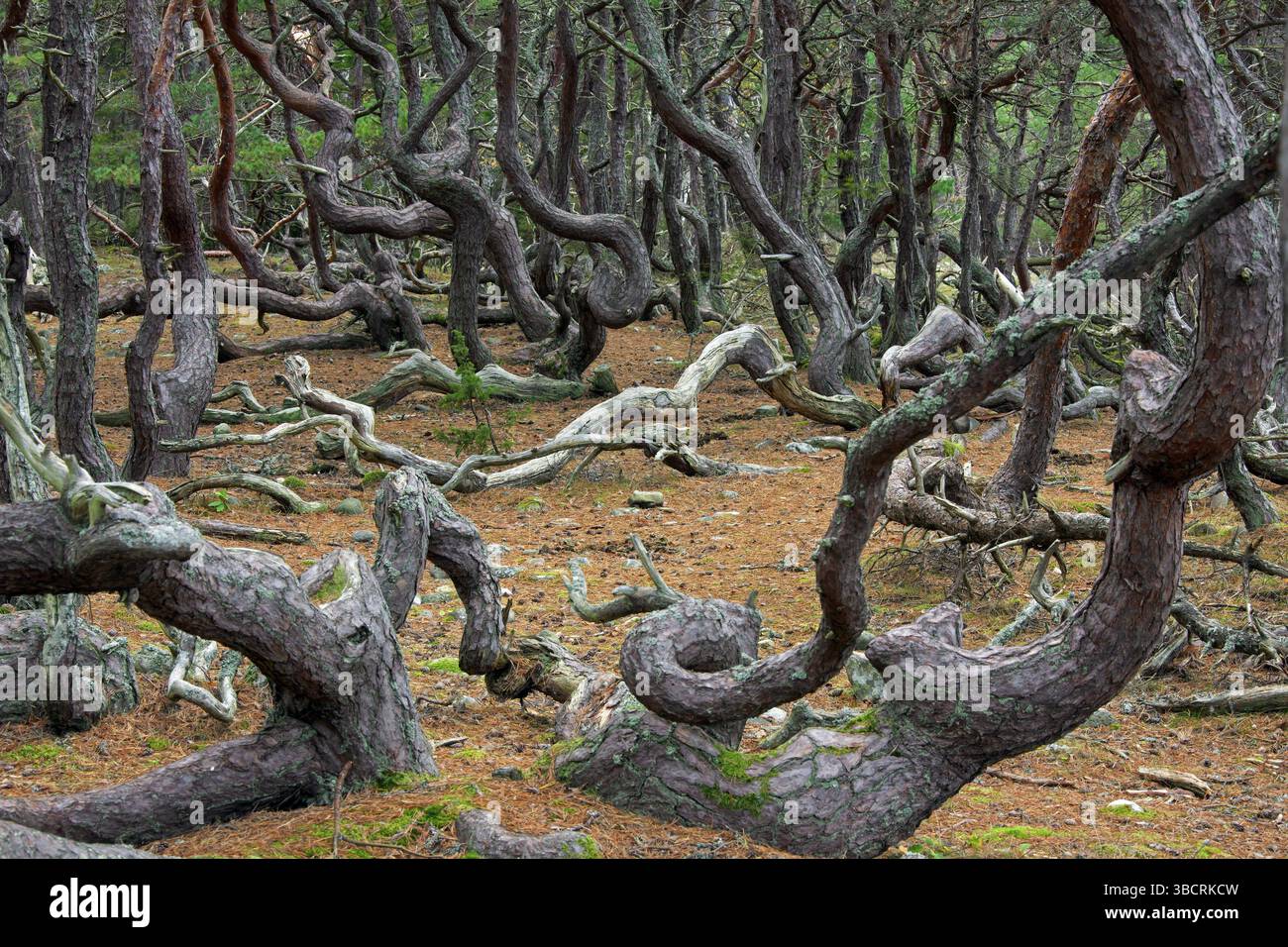 Windswept Scots pine (Pinus sylvestris) trees with contorted shapes in ...