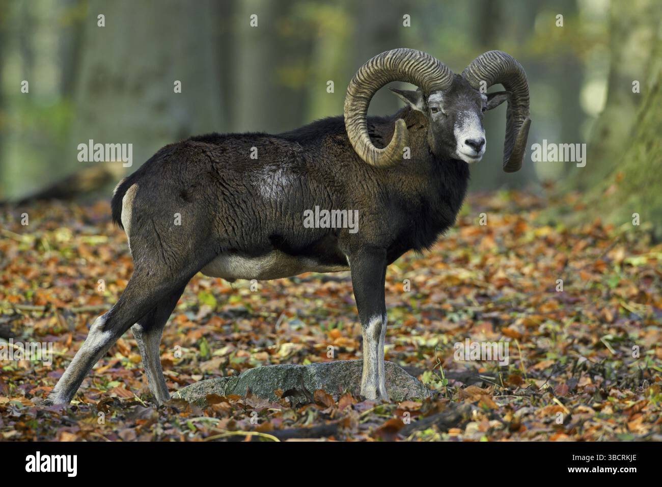 European mouflon (Ovis orientalis musimon) (Ovis ammon) ram in forest ...