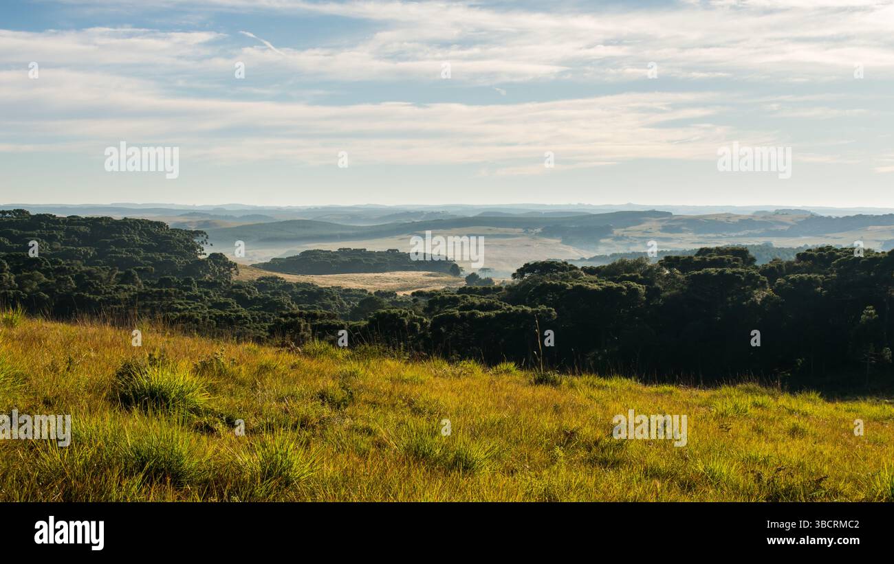 Brazilian subtropical highlands grasslands hi-res stock photography and ...