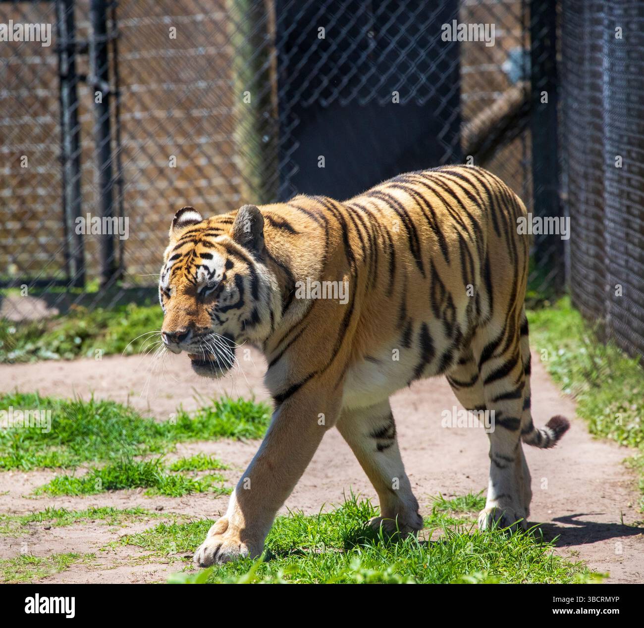Tiger sanctuary hi-res stock photography and images - Alamy