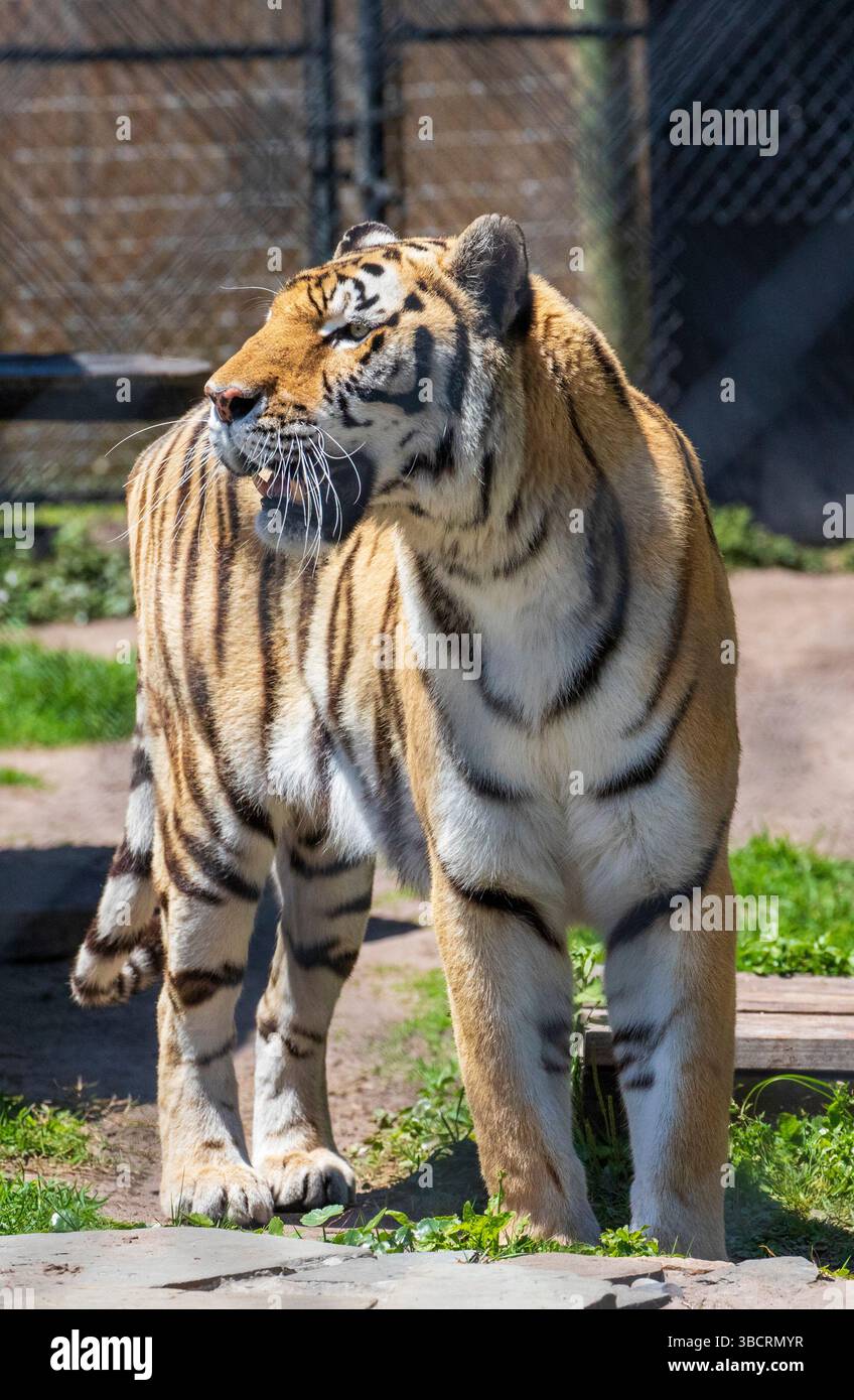 Tiger at Catty Shack Ranch Wildlife Sanctuary, Jacksonville, Florida ...