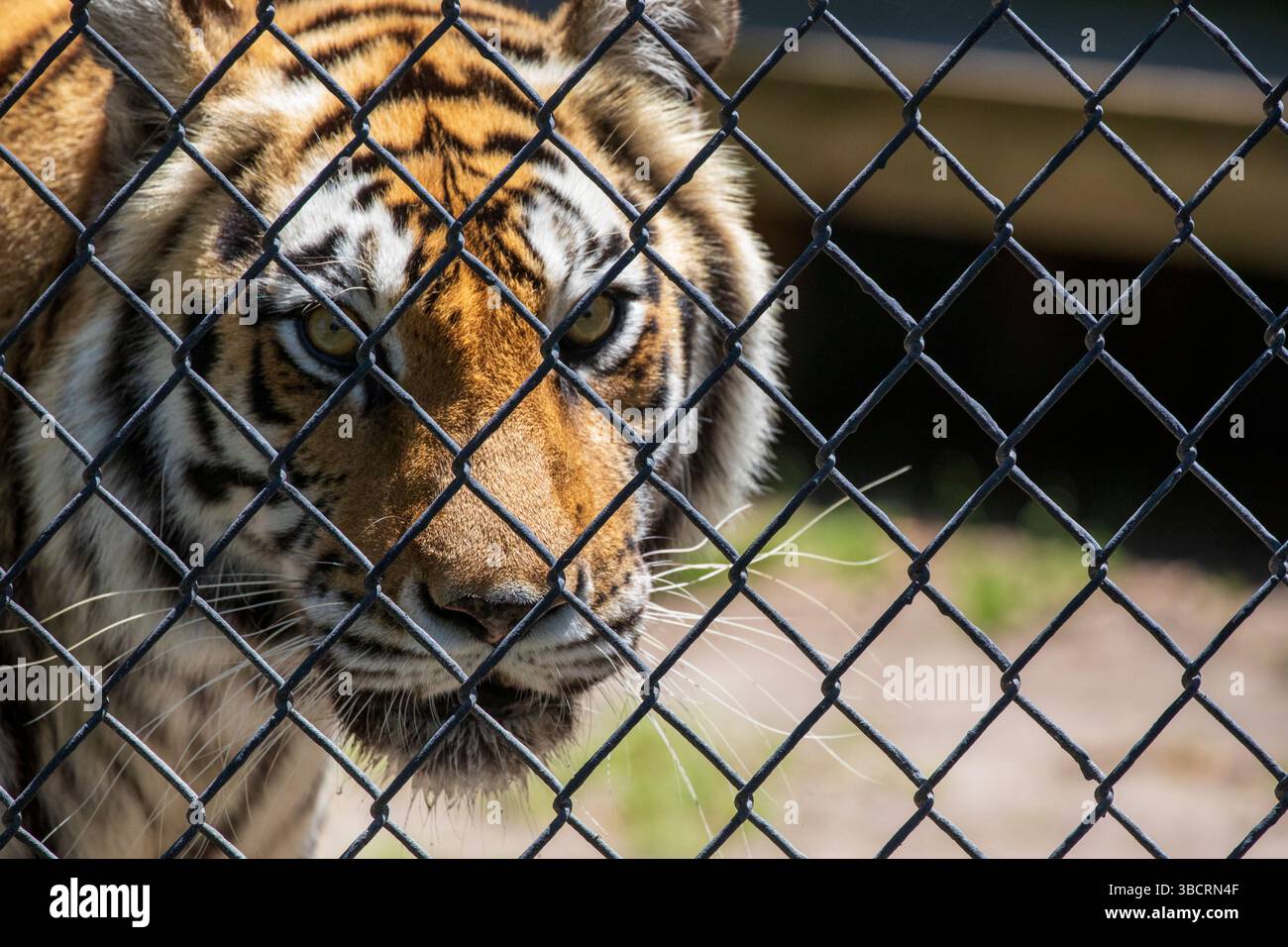 Tiger sanctuary hi-res stock photography and images - Alamy