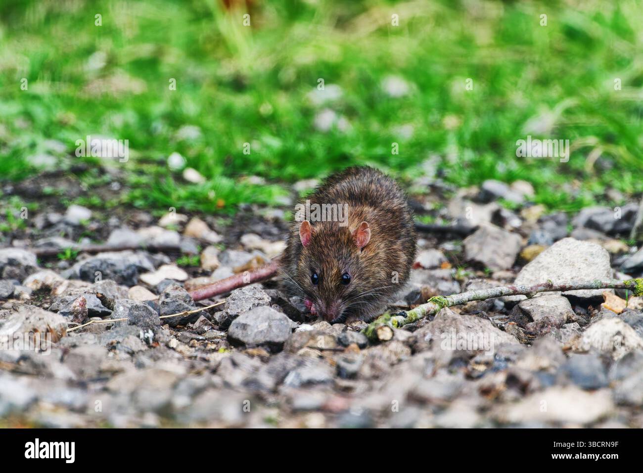 Brown wild Rat eating some seed from a Bird Feeder Stock Photo - Alamy