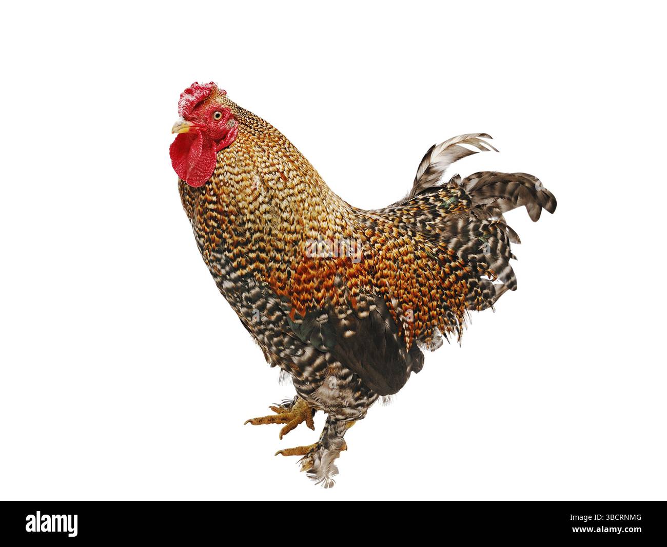 Chicken (Gallus gallus domesticus), Bantam Crele Bantam cockerel Stock ...