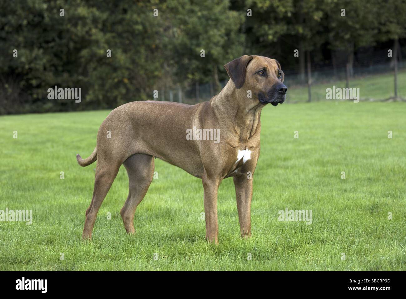 Rhodesian Ridgeback, African Lion Hound (Canis lupus familiaris) in ...