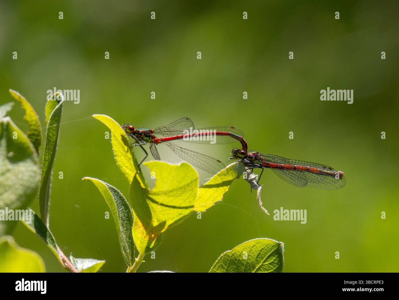 Large Red Damselflies in cop Stock Photo - Alamy