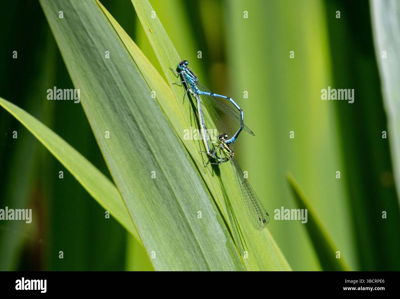 Azure Damselflies in cop Stock Photo - Alamy