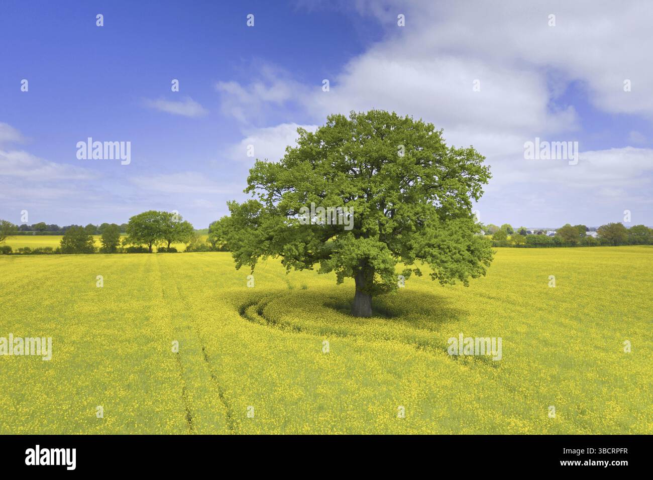 Aerial view over solitary common oak, pedunculate oak (Quercus robur ...