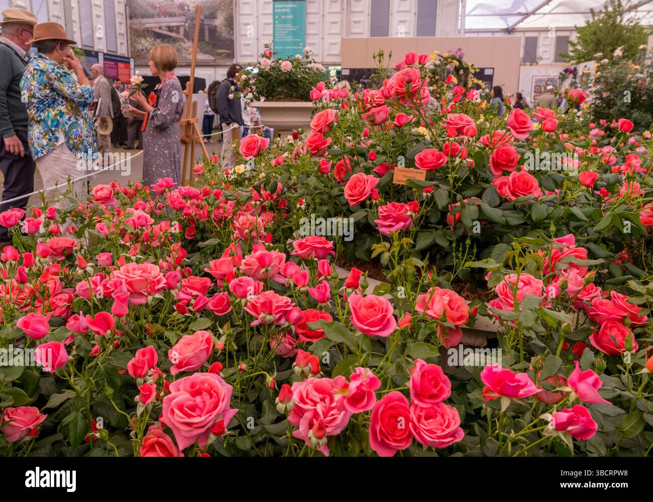 Visitors to the Chelsea Flower Show around Harkness Roses display of ...