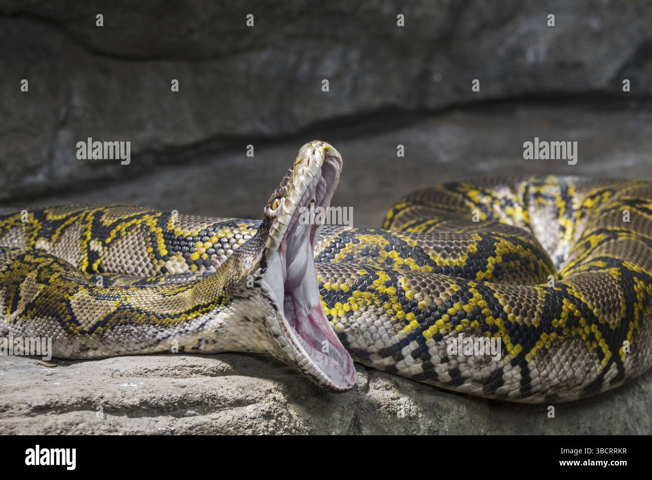 Reticulated python (Malayopython reticulatus) (Python reticulatus ...