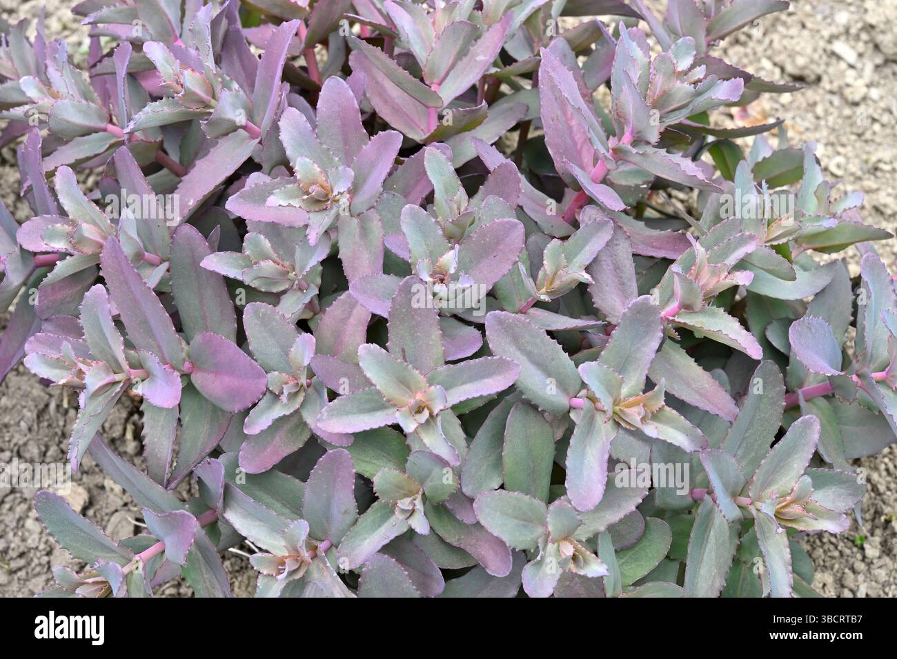 Succulent purple / blue spring leaves of sedum 'Purple Emperor ...