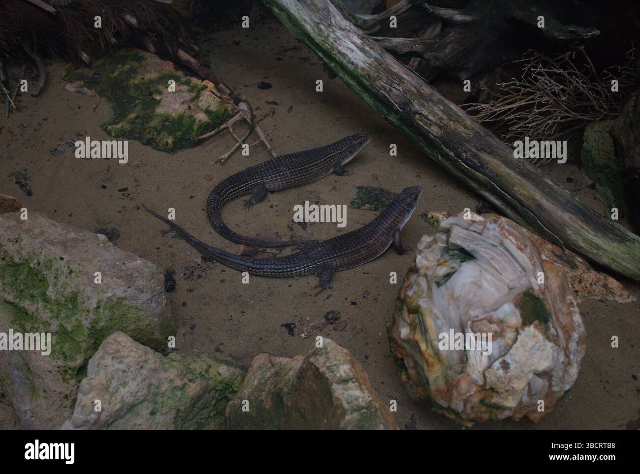 Lizards rest on sandy terrain inside a naturalistic terrarium ...