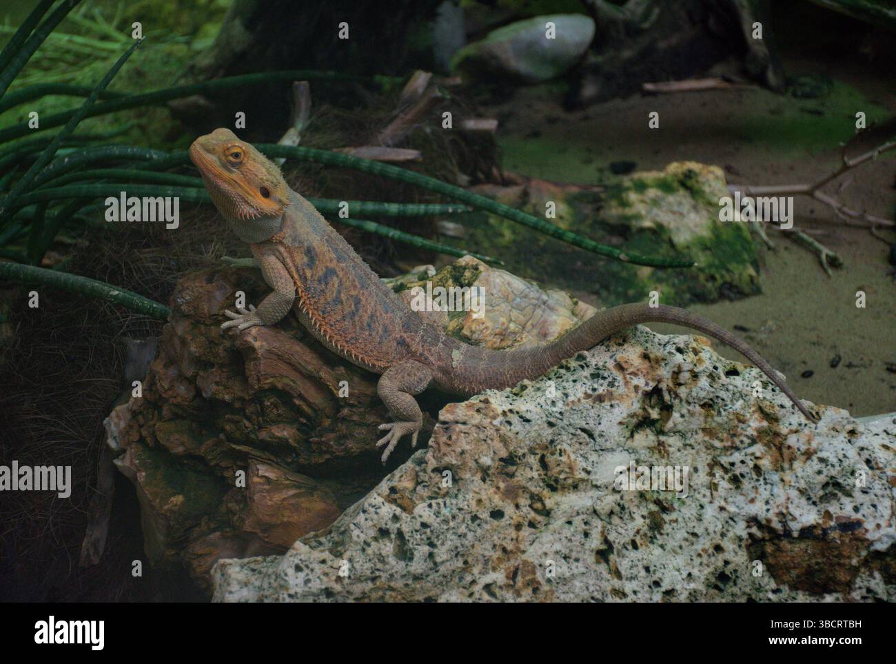 Bearded dragon lizard rests on a rock in a naturalistic terrarium ...