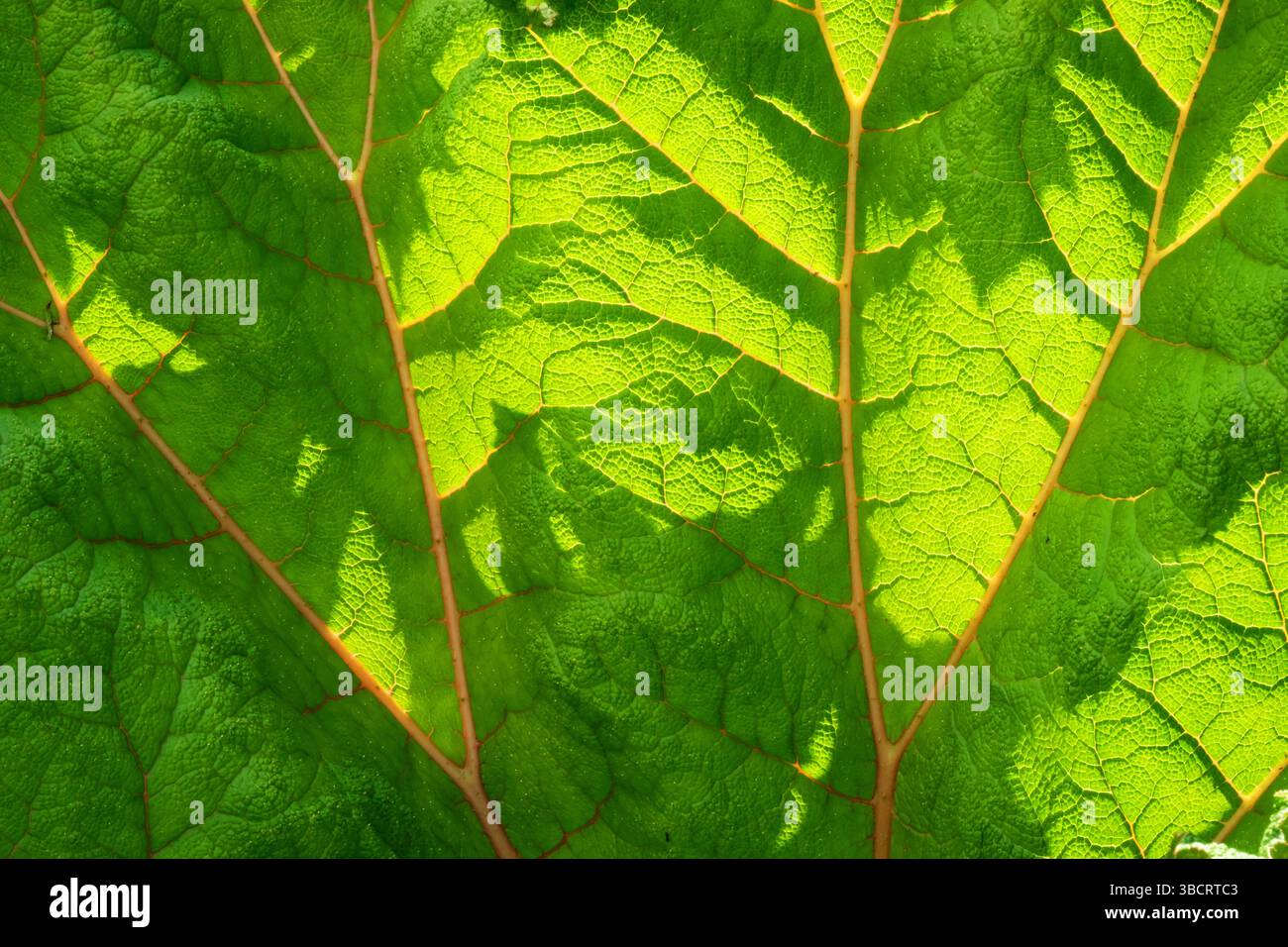 Full frame image of a leaf of Gunnera Manicata - John Gollop Stock ...