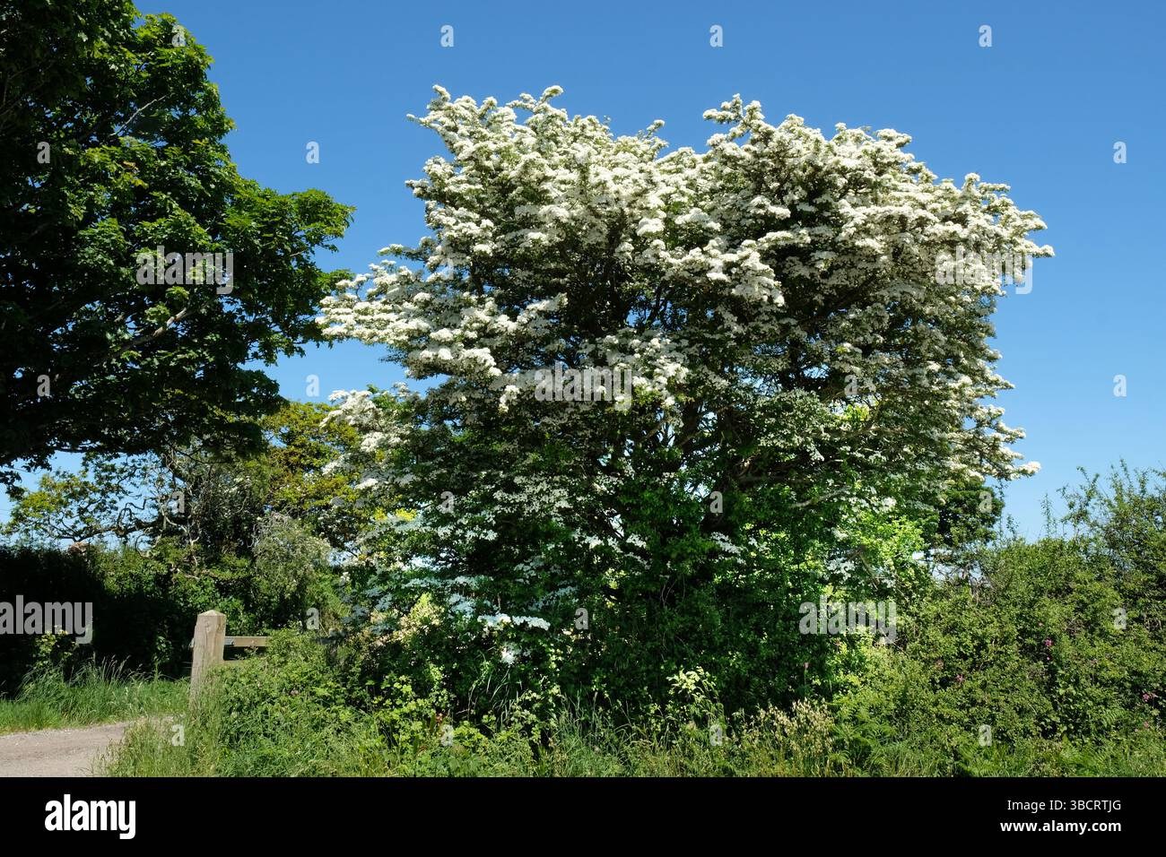 May Tree or Hawthorn in full blossom - John Gollop Stock Photo - Alamy